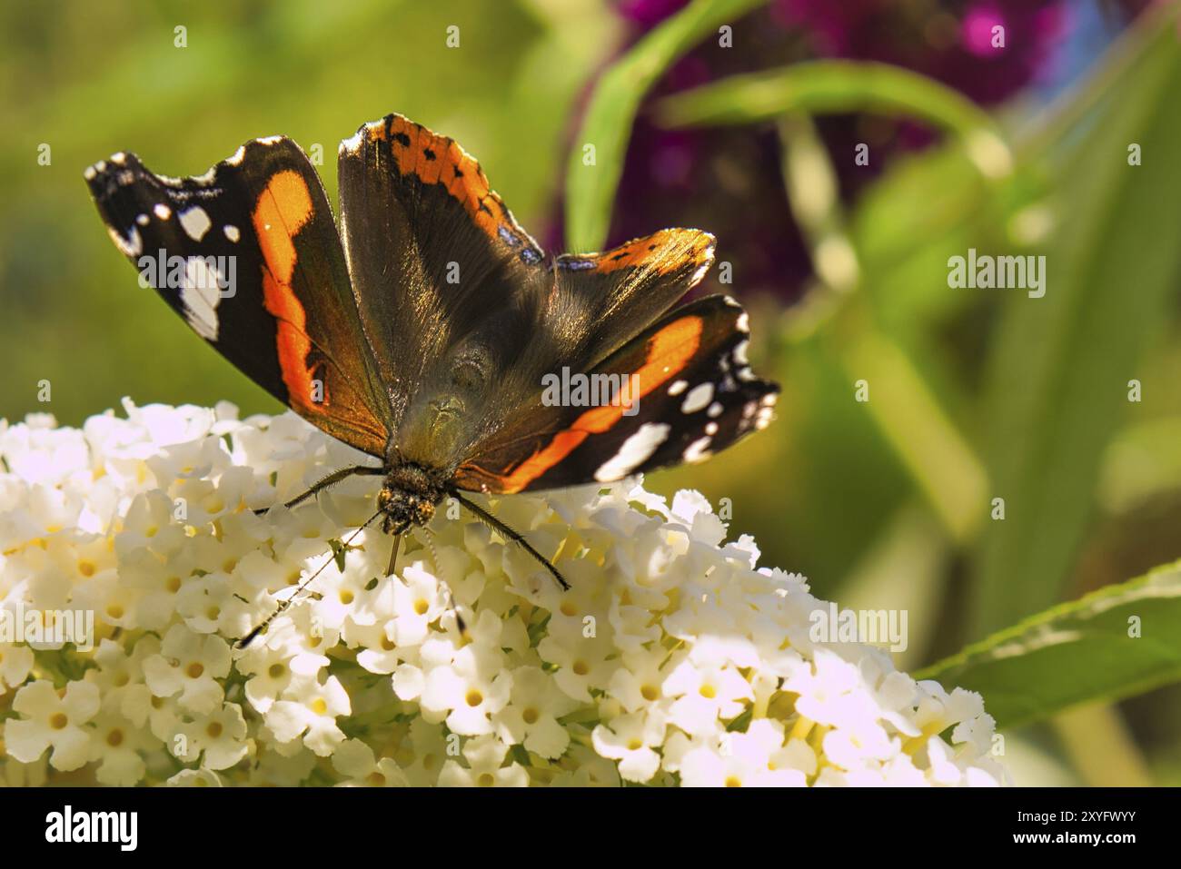 Lepidopteran habitats hi-res stock photography and images - Alamy