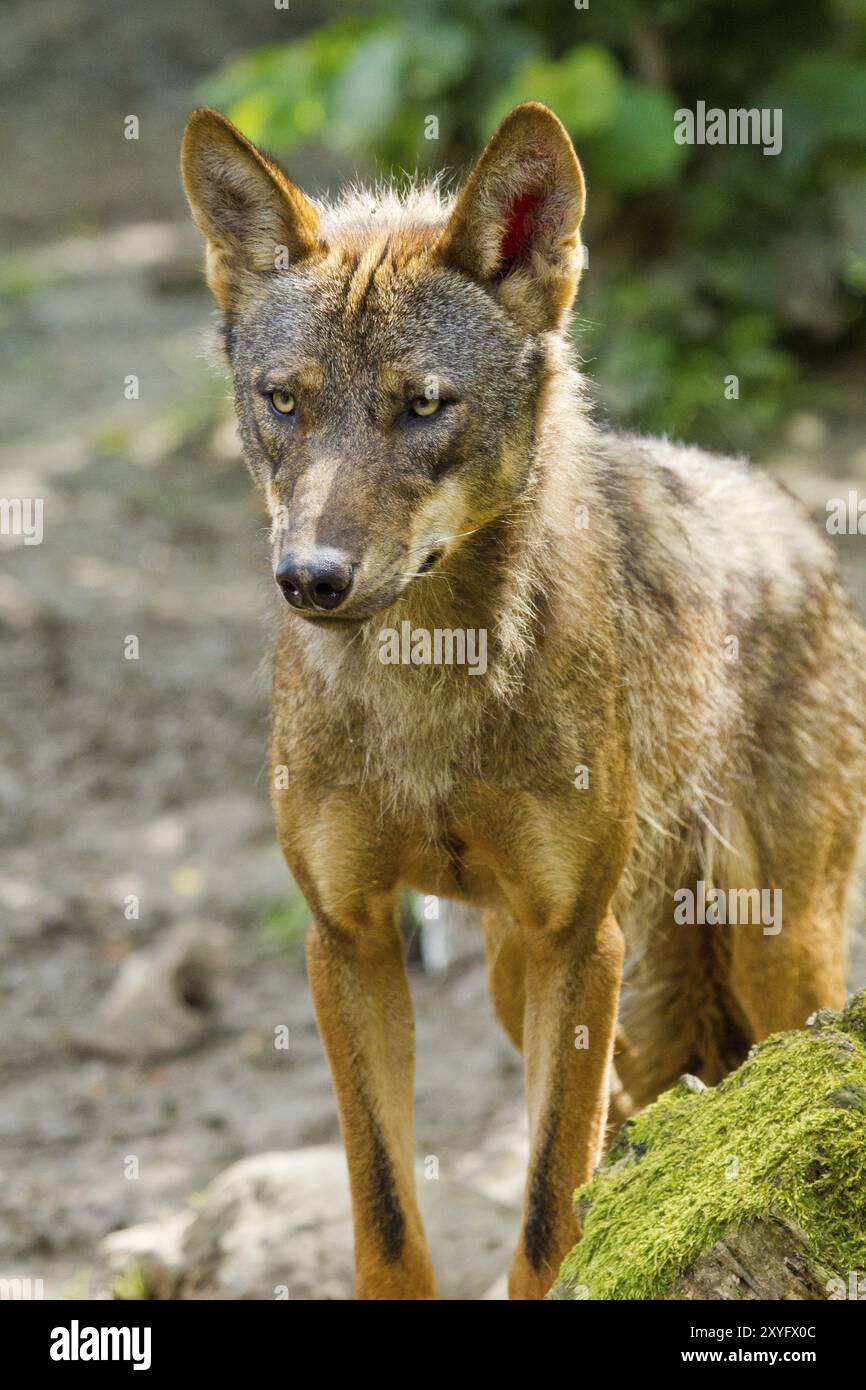 Iberian Wolf (Canis lupus signatus Stock Photo - Alamy
