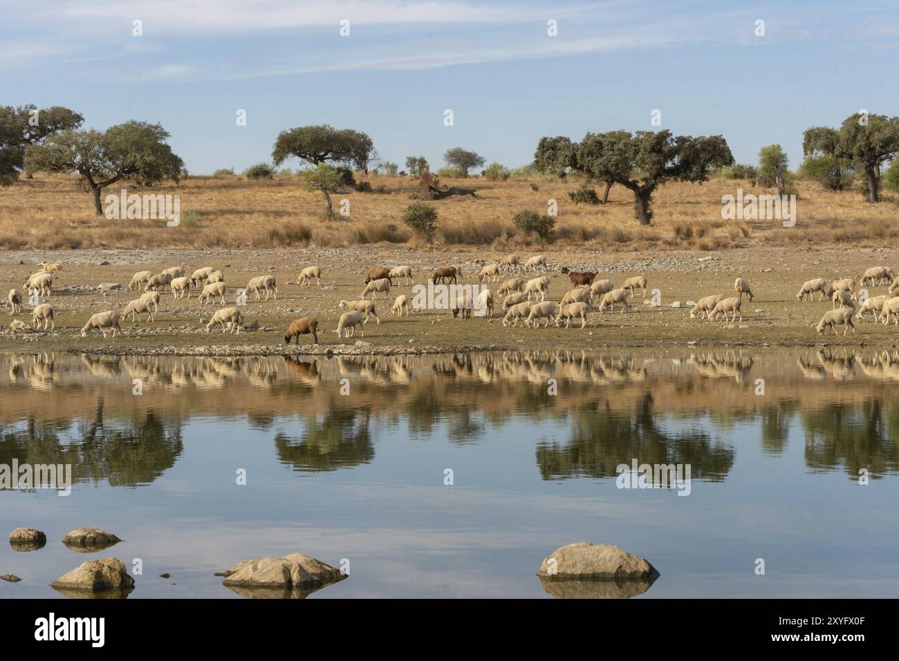 Sheeps on an Alentejo dry landscape with dam lake reservoir and ...