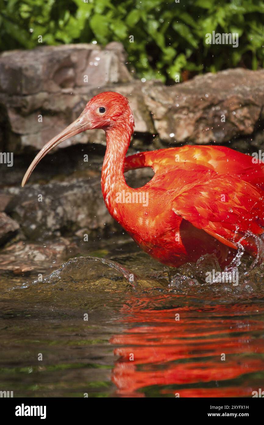 Scarlet ibises (Eudocimus ruber Stock Photo - Alamy