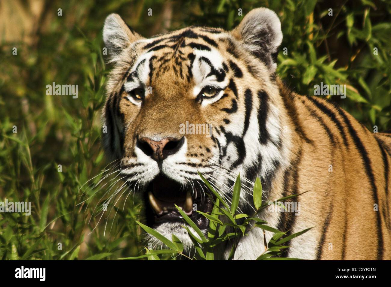 Siberian tigers, Amur tigers, largest and strongest cats of prey in the ...