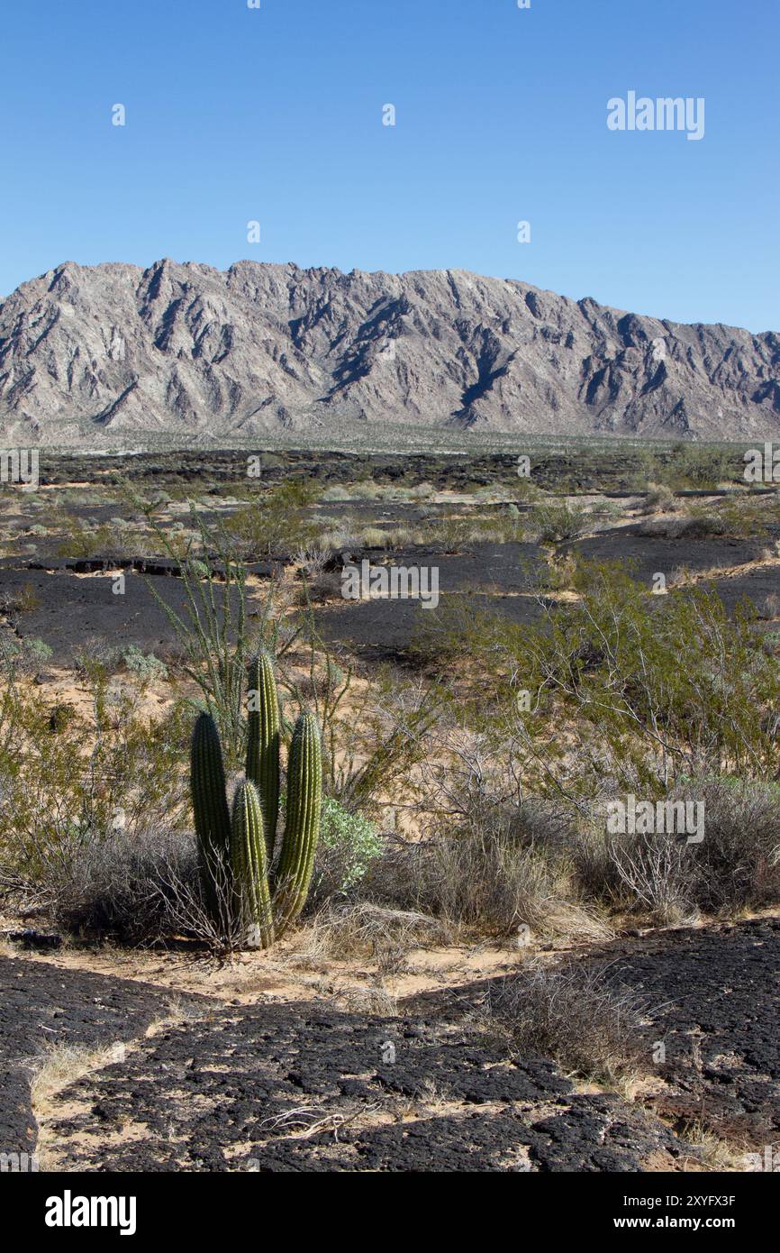 Landscape of The El Pinacate y Gran Desierto de Altar Biosphere Reserve ...
