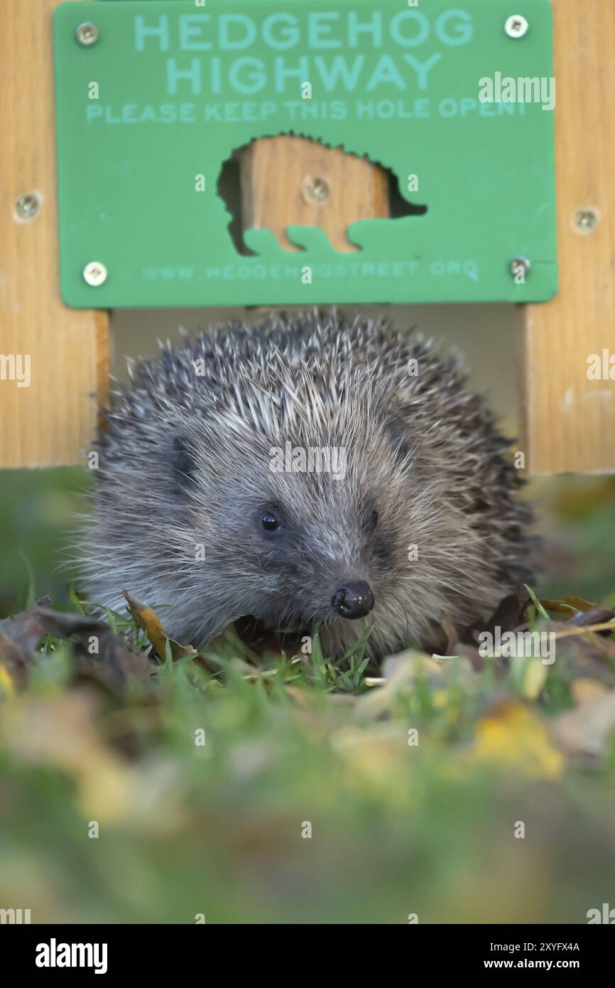 Hedgehogs sign hi-res stock photography and images - Alamy