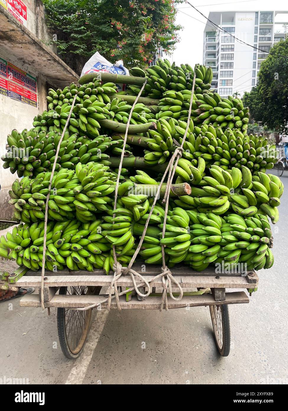carrying heavy load of bananas on bicycle.this photo was taken from ...