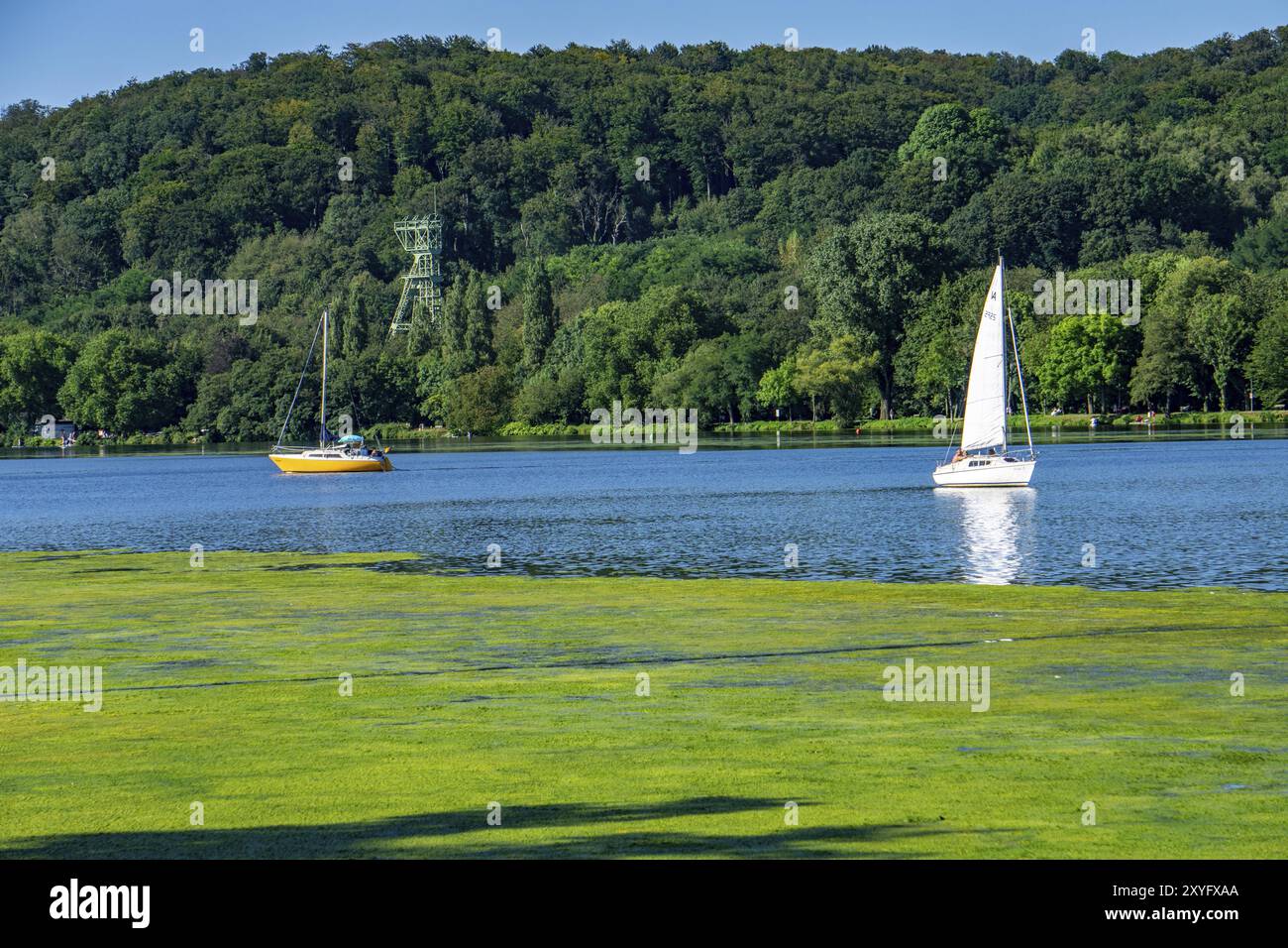 Waterweed, Elodea, an invasive species, green carpet of plants on Lake ...