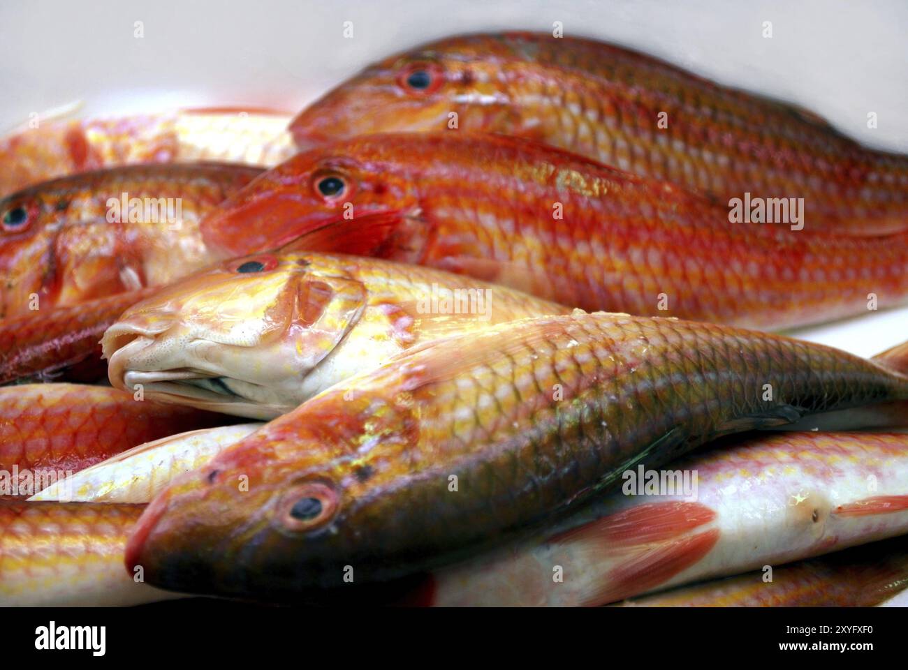 Red mullet mullus barbatus ponticus hi-res stock photography and images ...