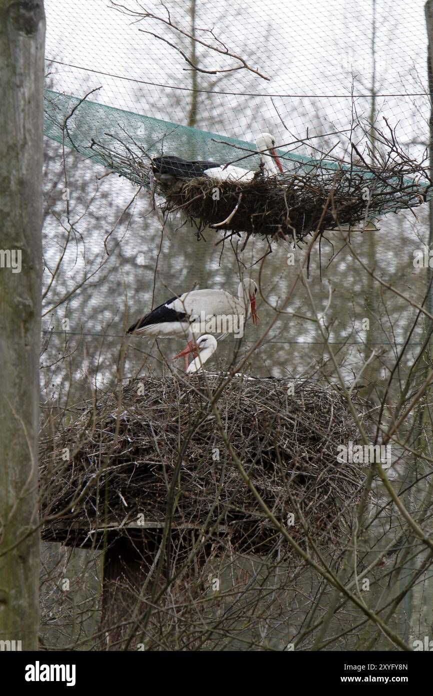 Two stork nests on top of each other Stock Photo - Alamy