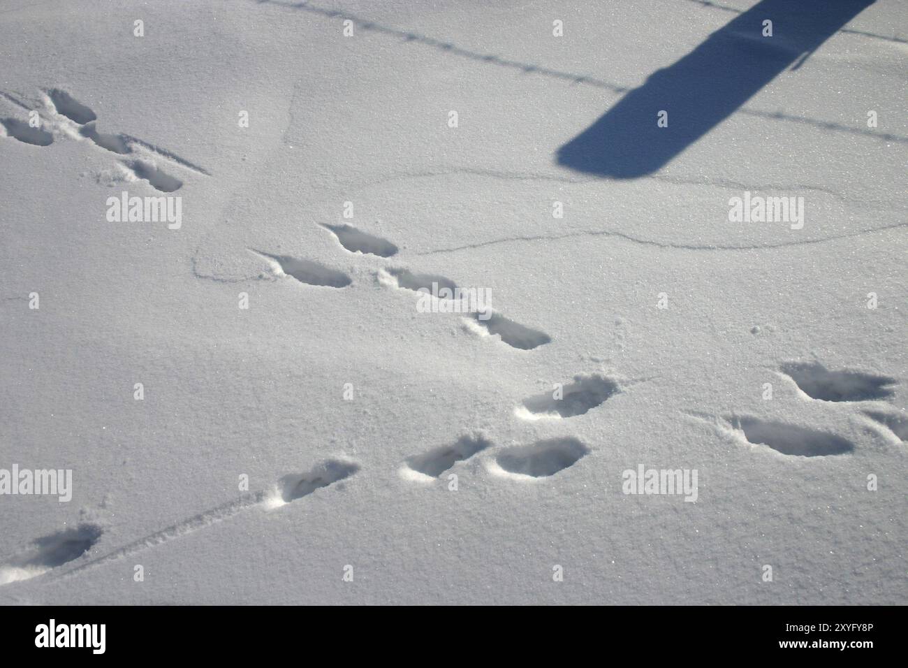 Animal tracks in the snow with fence shadows Stock Photo - Alamy