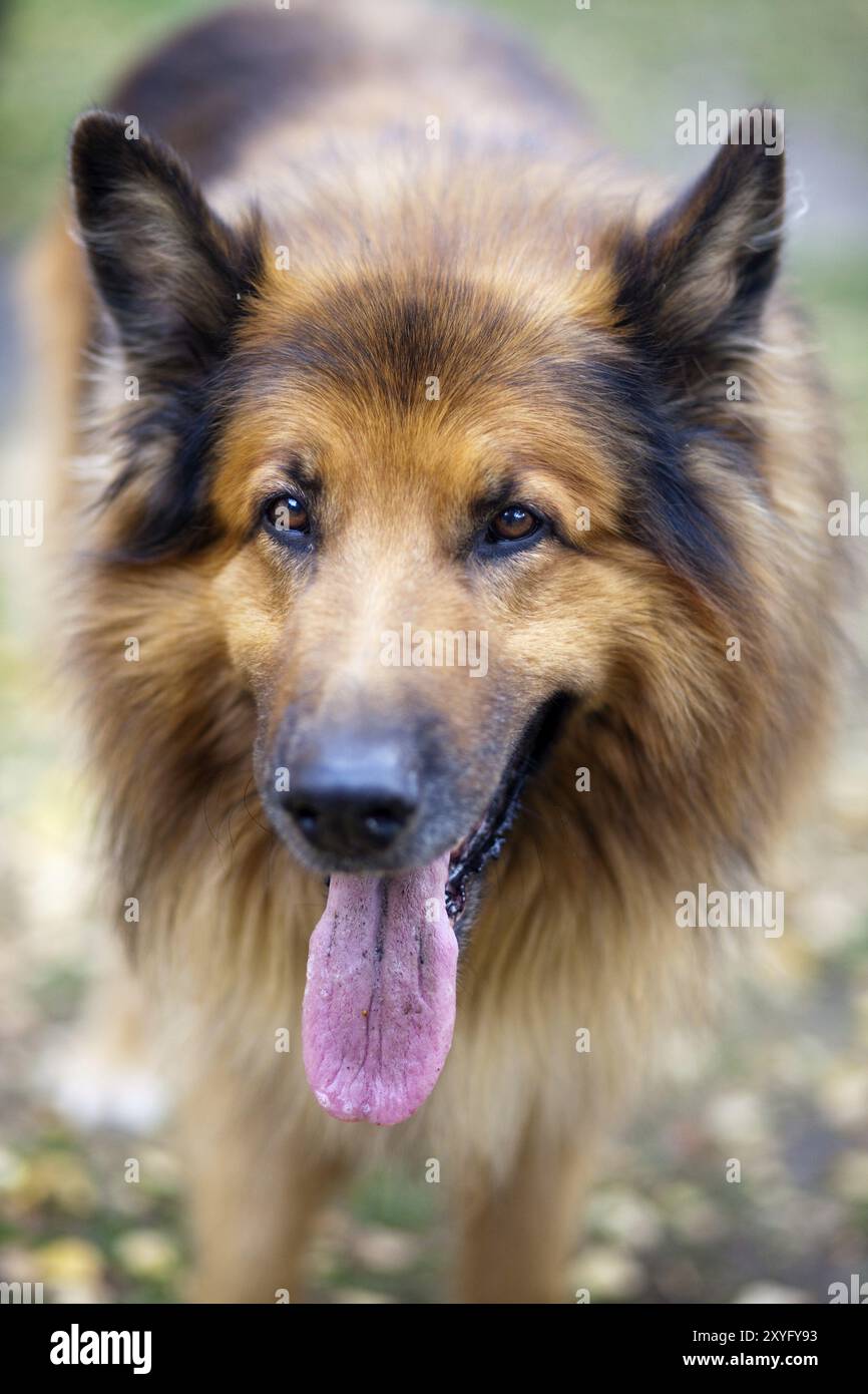 Scottish Shepherd Dog