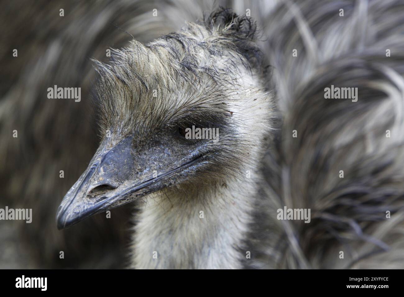 Large emu hi-res stock photography and images - Alamy