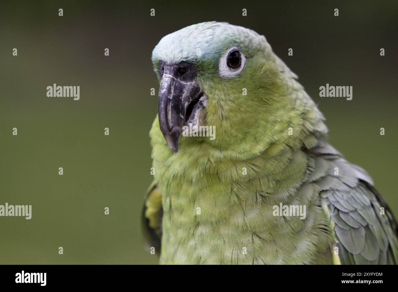Blue fronted amazons hi-res stock photography and images - Alamy