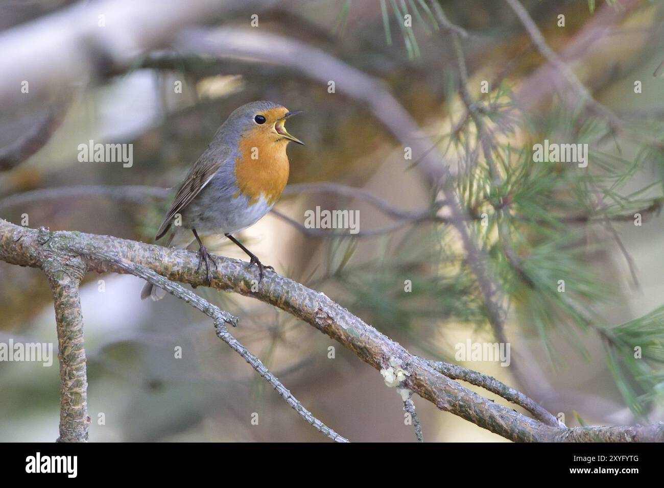 European Robin courtship display. Robin mating Stock Photo - Alamy