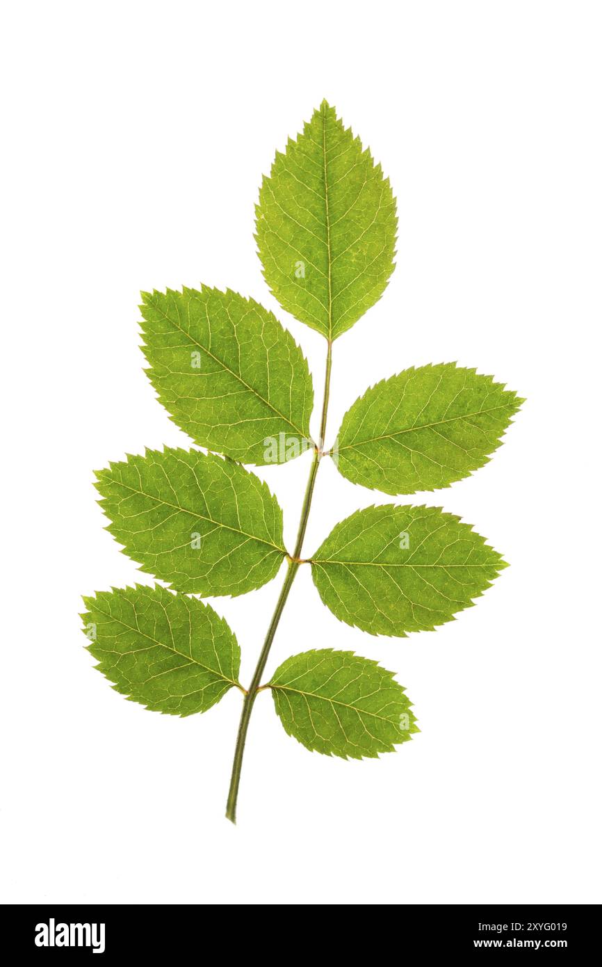 Detailed picture of rose Cut Out Stock Images & Pictures - Alamy