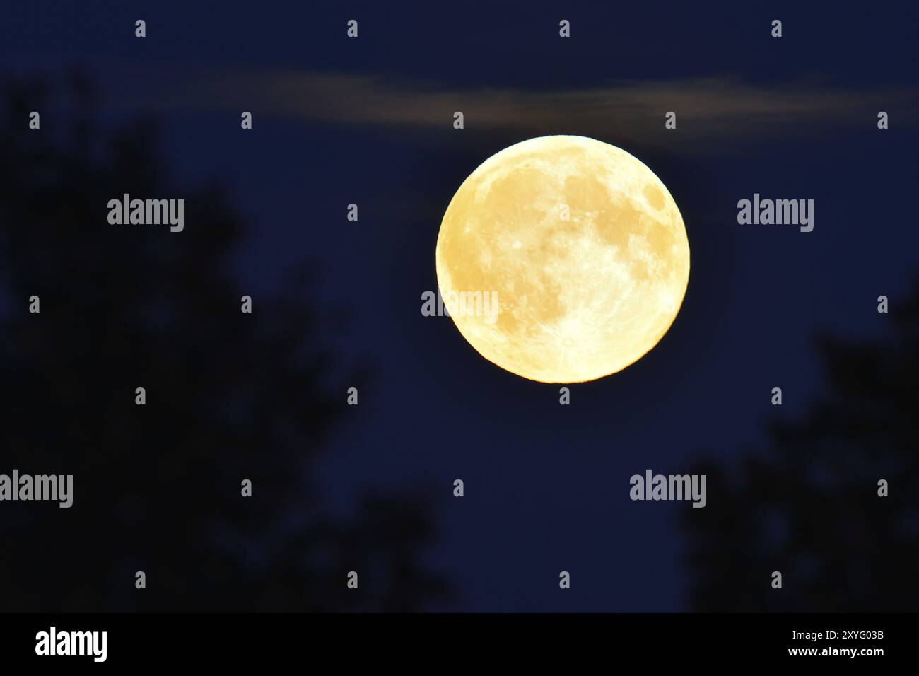 Full moon in the night. Full moon between the trees Stock Photo - Alamy