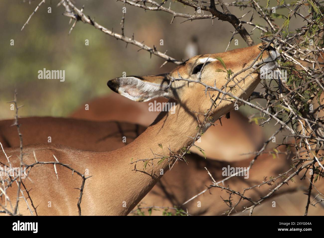 Impala eating hi-res stock photography and images - Alamy