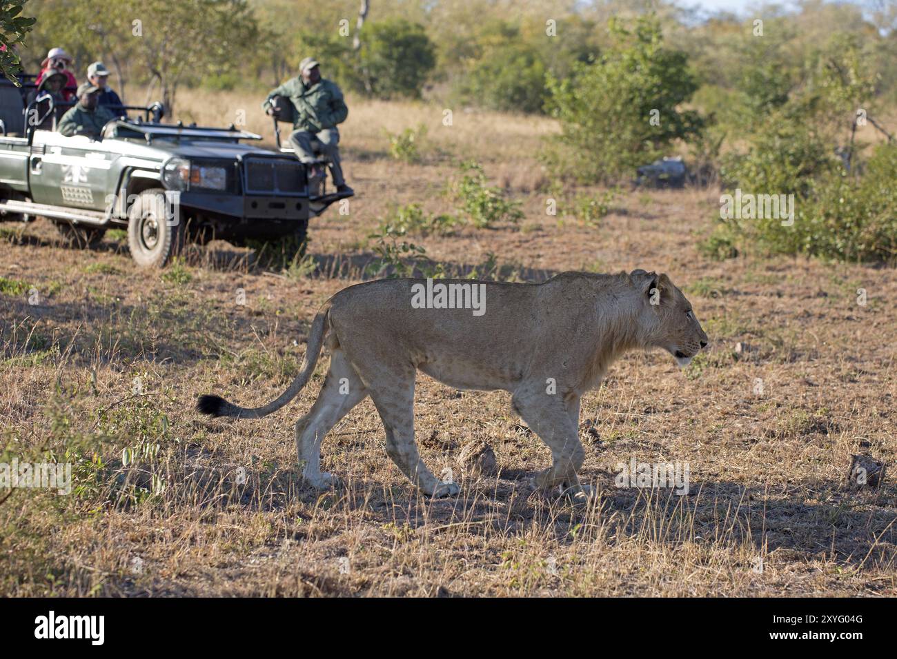Open air safari vehicle hi-res stock photography and images - Alamy