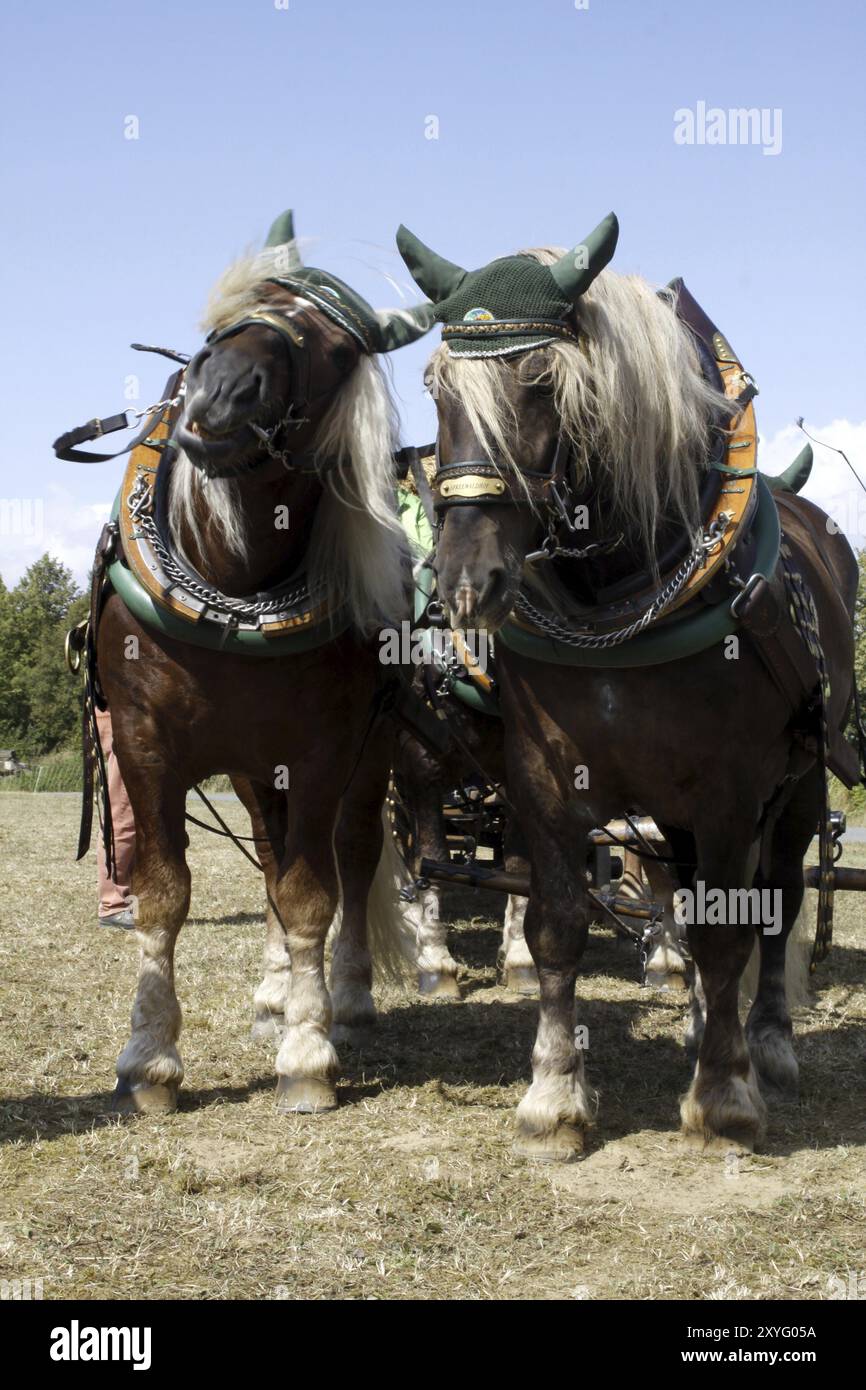 Noriker horse norico pinzgauer hi-res stock photography and images - Alamy