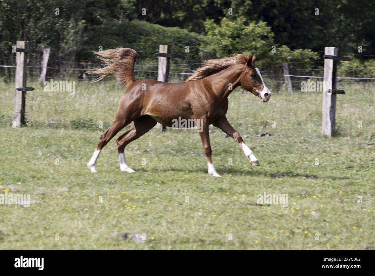 Galloping Arabian horse in a pasture Stock Photo - Alamy