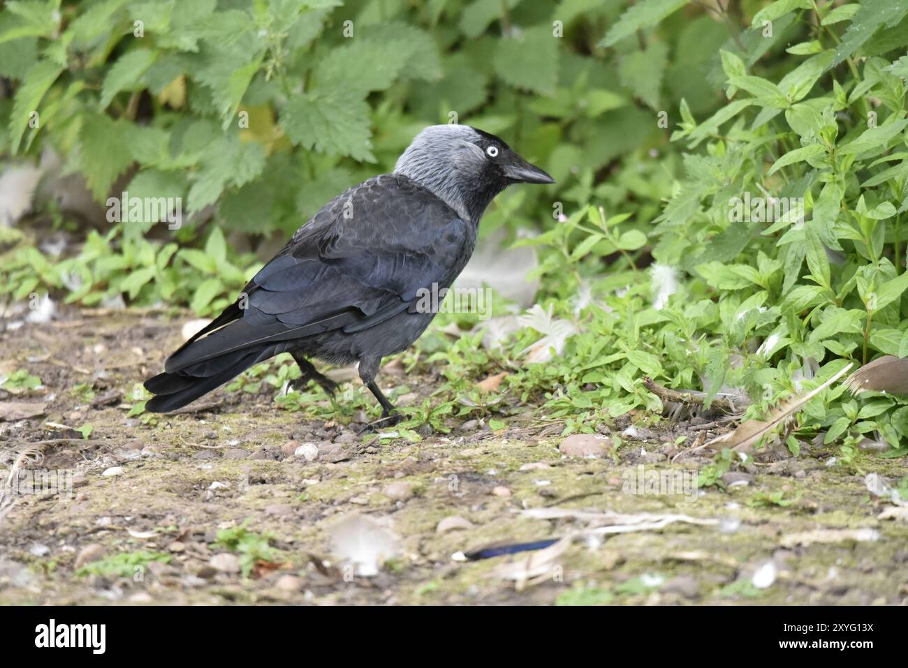 Foliage head hi-res stock photography and images - Alamy