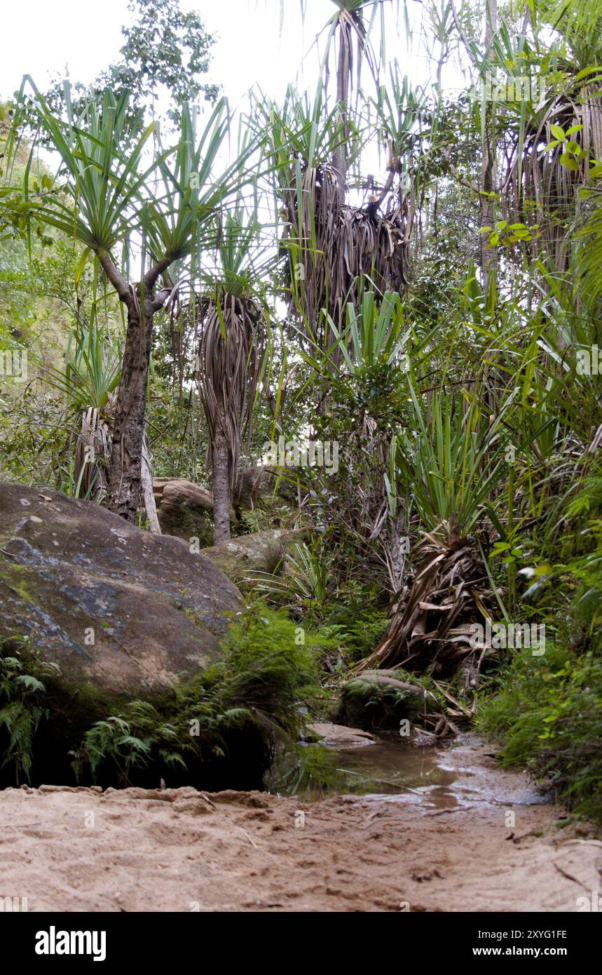 Lush oasis at bottom of canyon in Isalo National Park, Madagascar Stock Photo - Alamy
