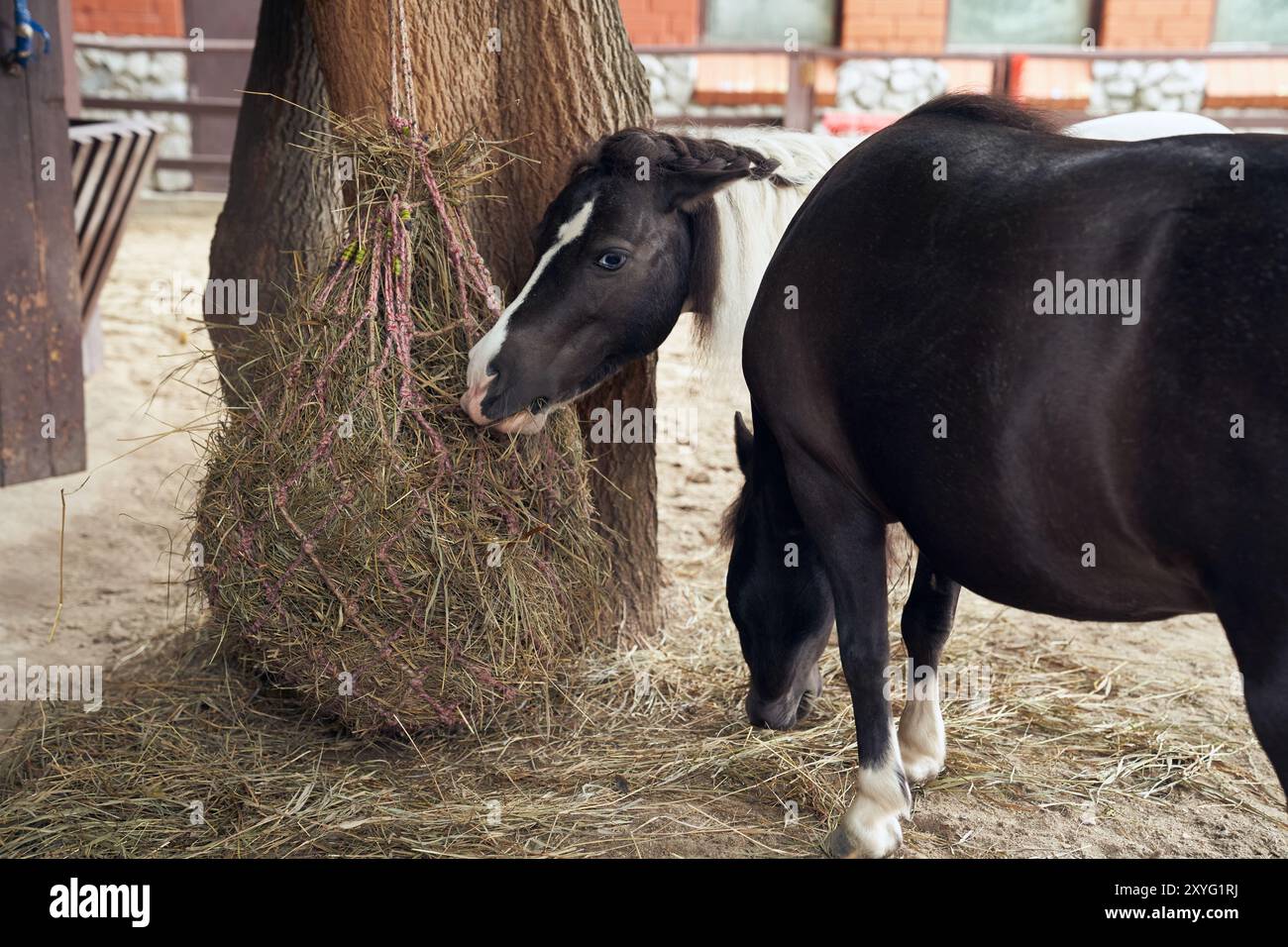 Two American dwarf horses are eating hay in a confined space behind a ...