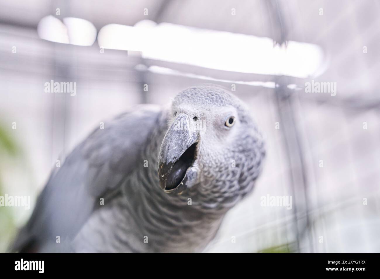African Grey Parrot Jaco in cage. Pet store Stock Photo - Alamy