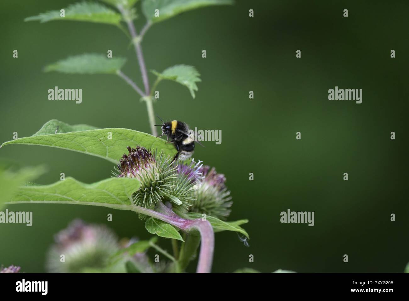 Walking along leaf edge hi-res stock photography and images - Alamy