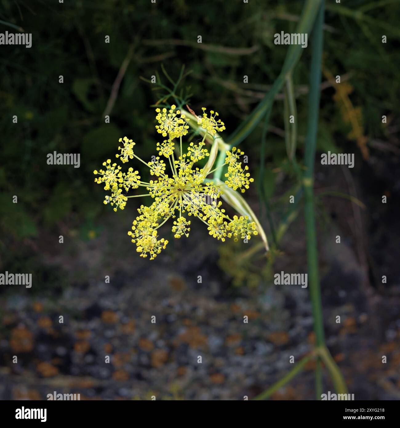 Sweet fennel (Fennel) head also known as Wild Fennel or Fresh Fennel ...