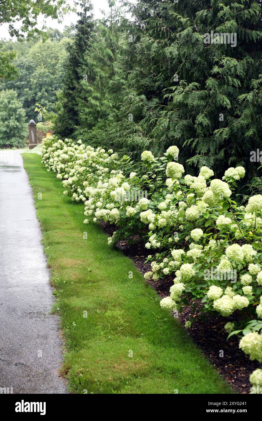 This undated image shows a row of evergreen trees underplanted with ...