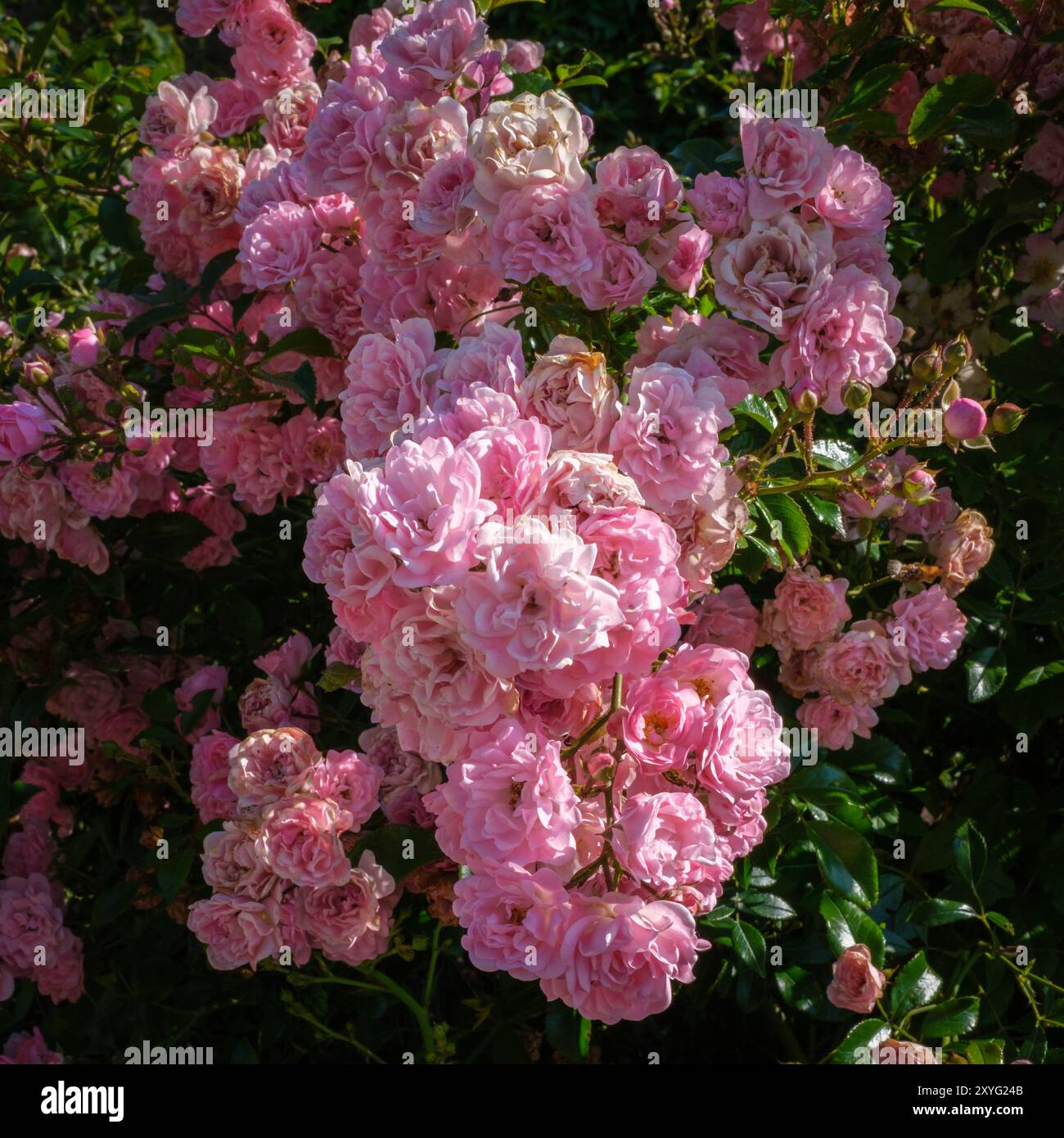 A French rose in full bloom in July Stock Photo - Alamy