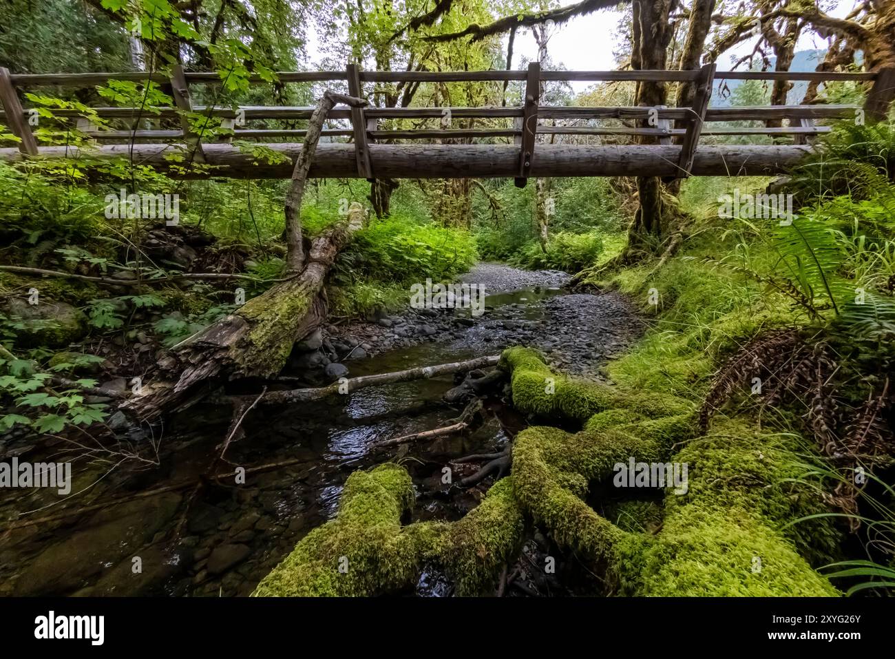 Bridge over Elk Creek at Staircase, Olympic National Park, Washington ...