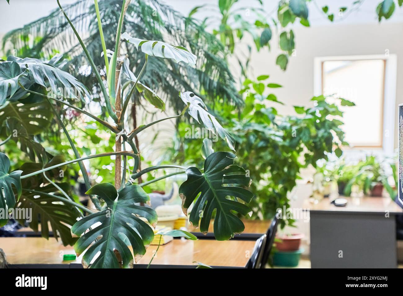 Jungle of monstera on a light background in the office. The plant is ...