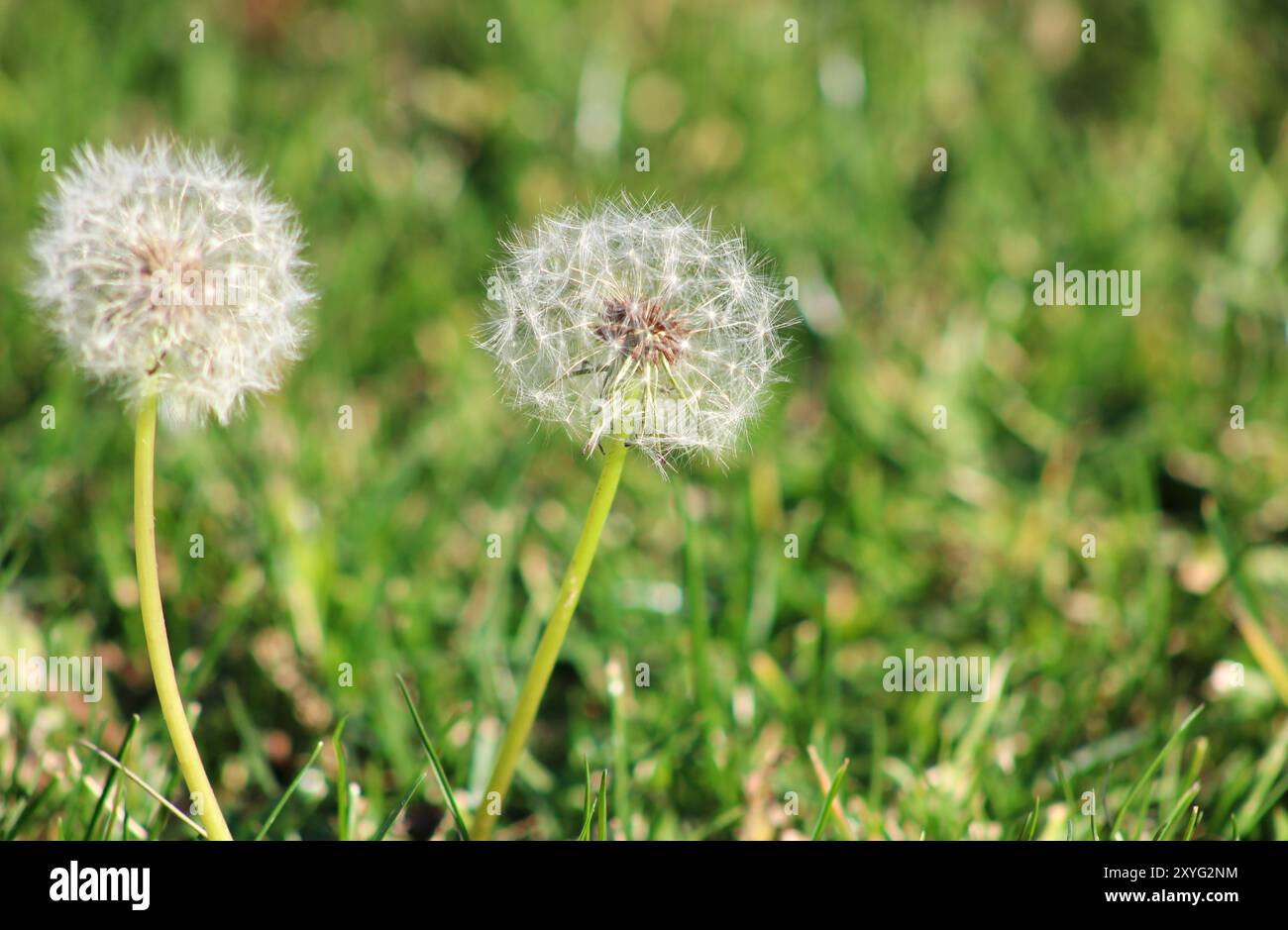 Dandelion seed pods hi-res stock photography and images - Alamy