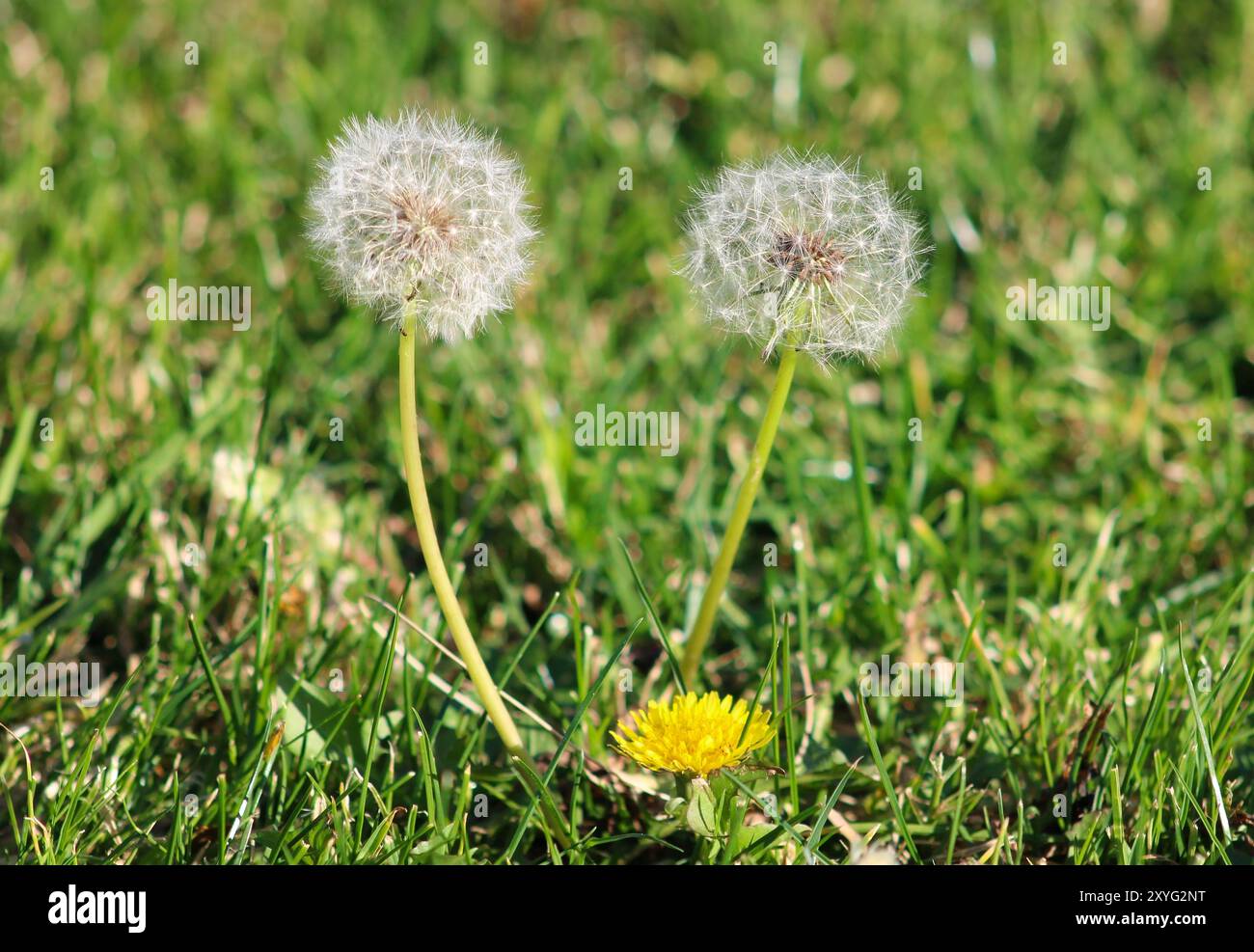 Dandelion seed texture hi-res stock photography and images - Alamy