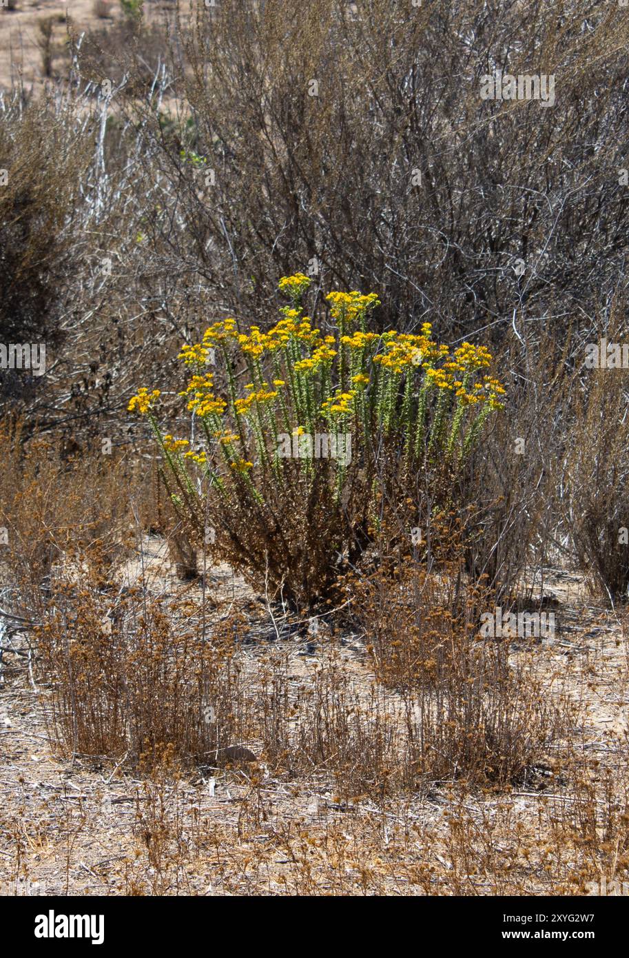 Desert bloom landscape hi-res stock photography and images - Alamy