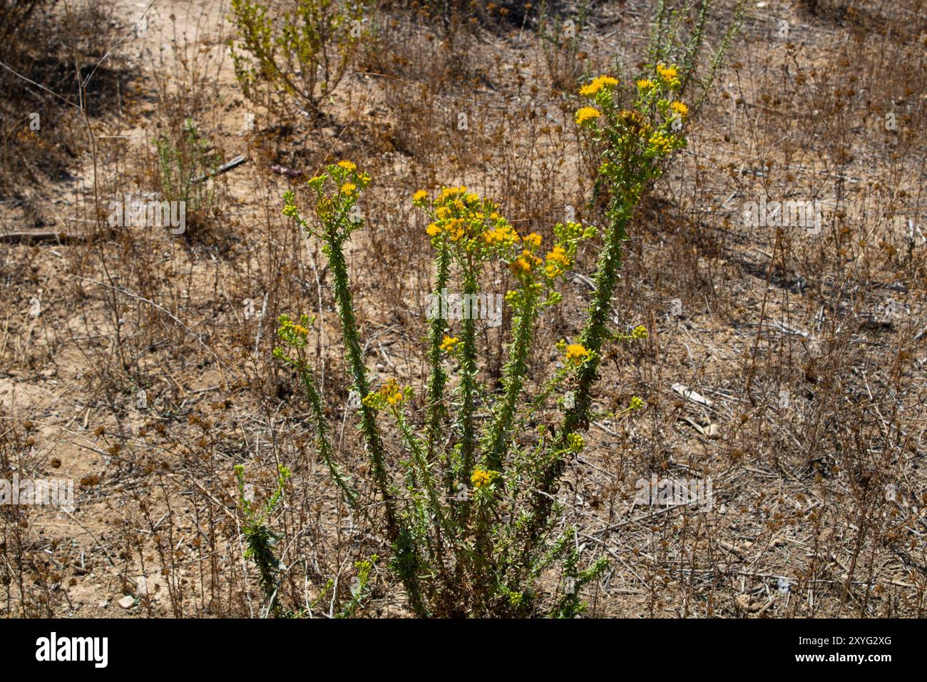Yellow desert shrub hi-res stock photography and images - Alamy