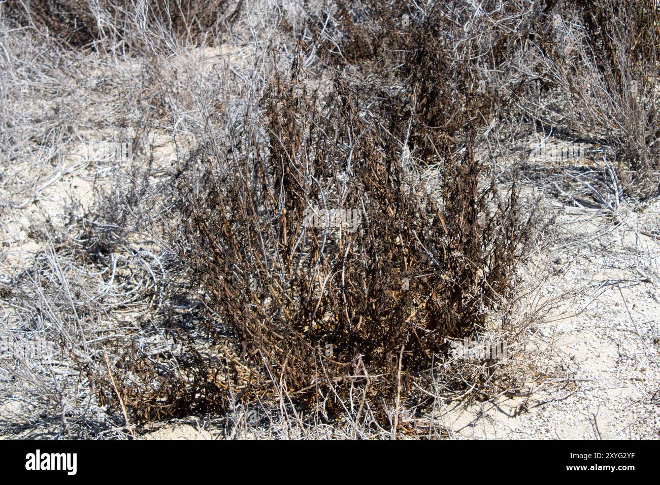Arid landscape low shrubs hi-res stock photography and images - Alamy