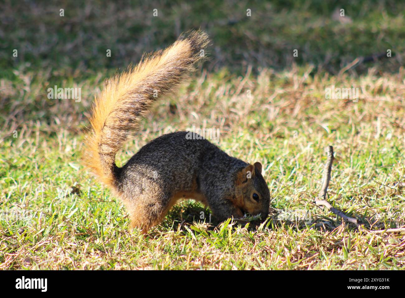 squirrel digging for stored nuts underground Stock Photo - Alamy