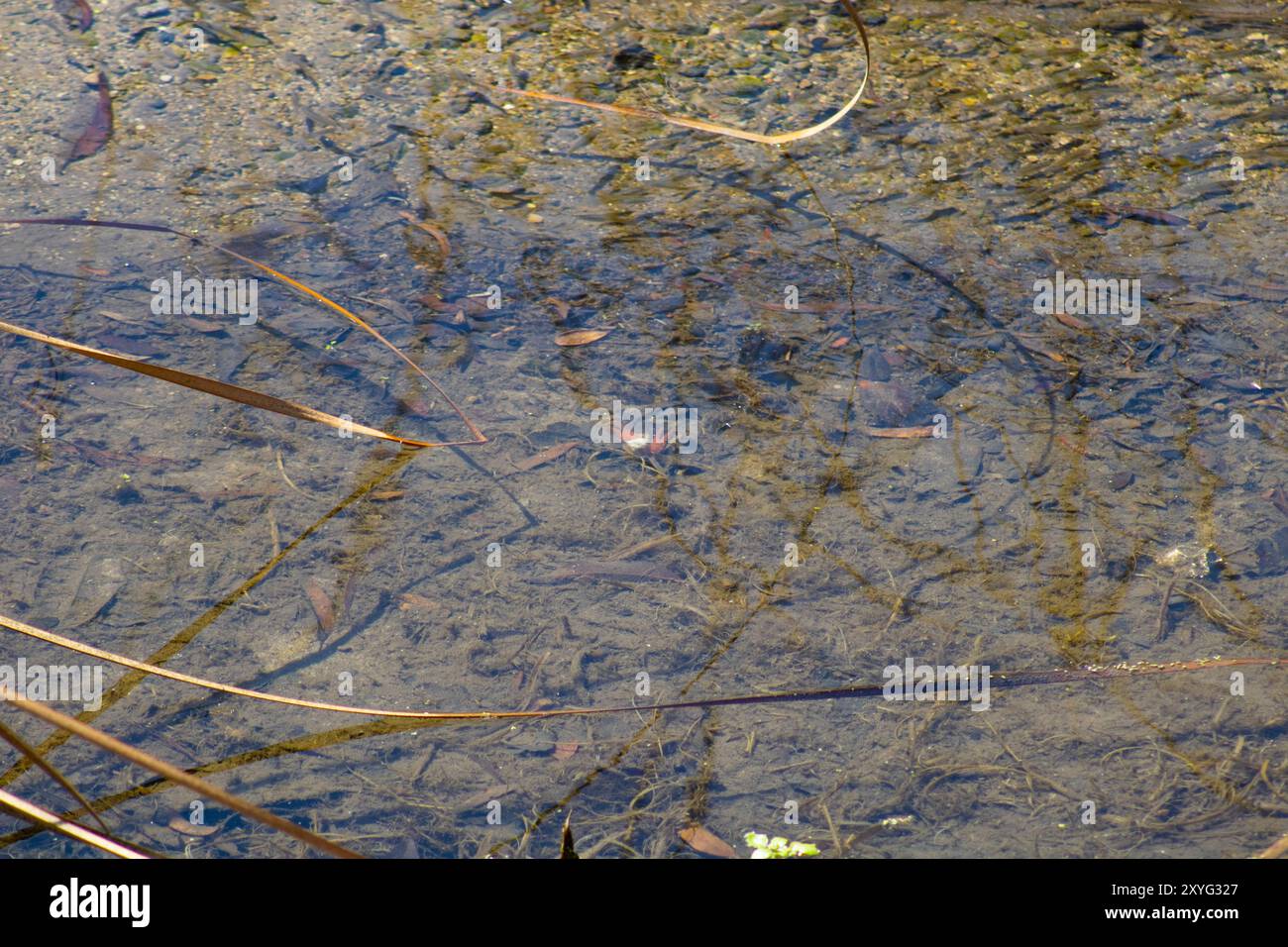 transparent pond with muddy floor Stock Photo - Alamy