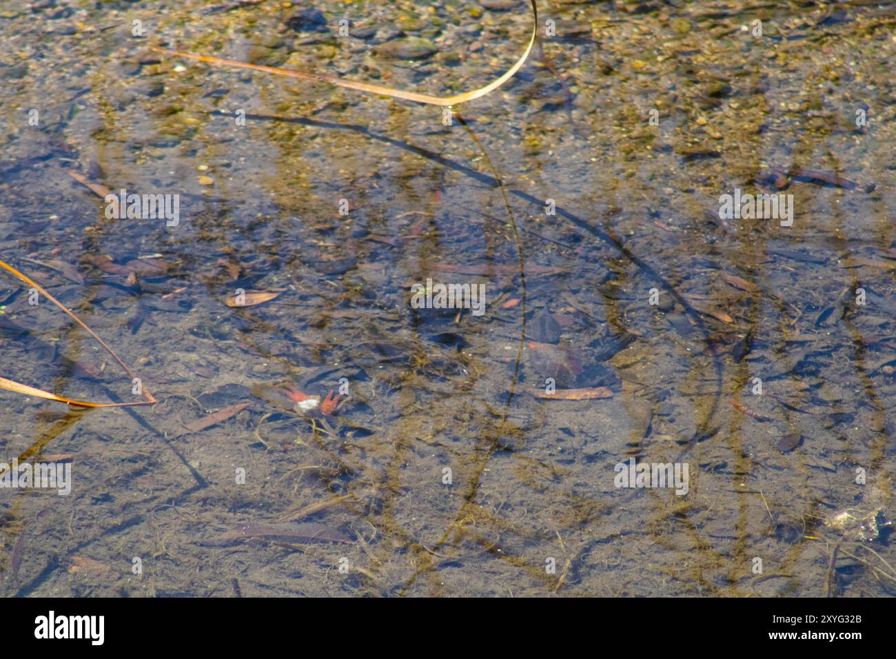 Clear pond hi-res stock photography and images - Alamy