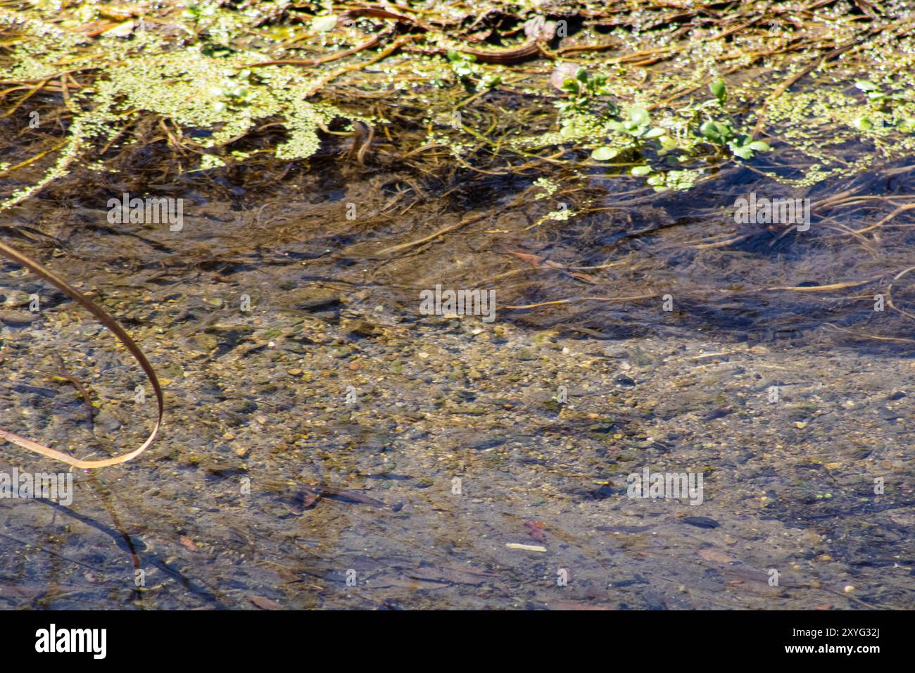 Transparent pond hi-res stock photography and images - Alamy