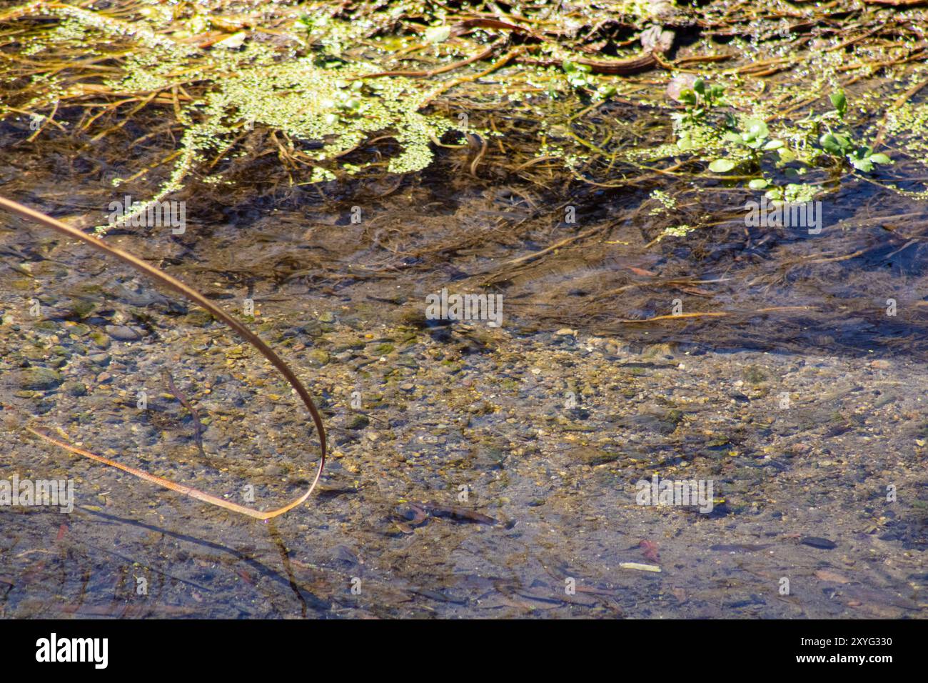 transparent pond with muddy floor Stock Photo - Alamy