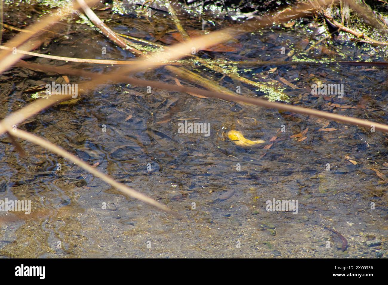 transparent pond with muddy floor Stock Photo - Alamy