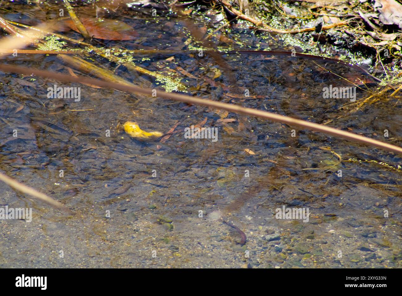 Pond sediment hi-res stock photography and images - Alamy