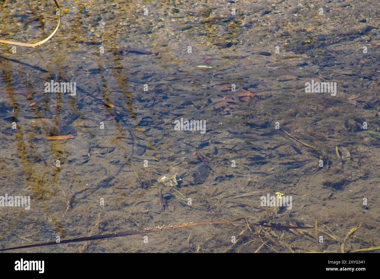 Pond sediment hi-res stock photography and images - Alamy