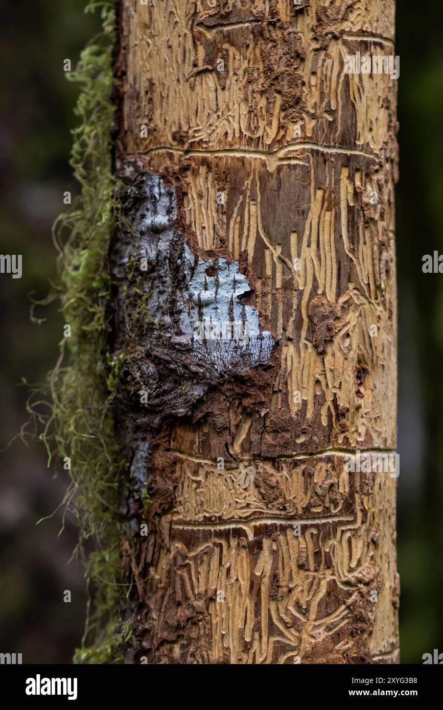 Bark beetle tunnels hi-res stock photography and images - Alamy