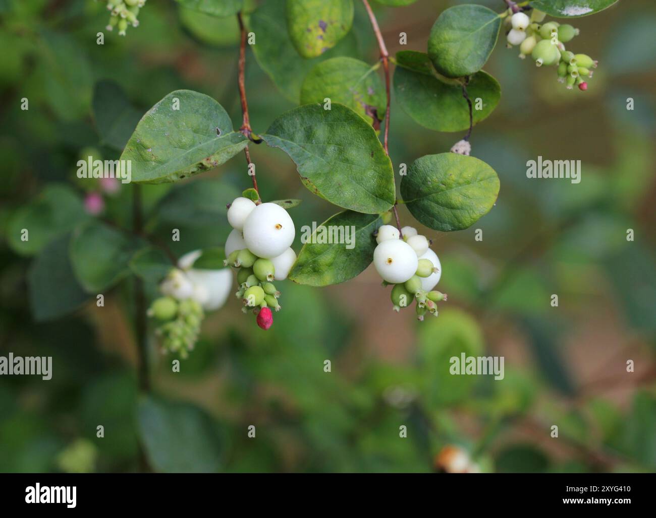 Symphoricarpos white hedge hi-res stock photography and images - Alamy