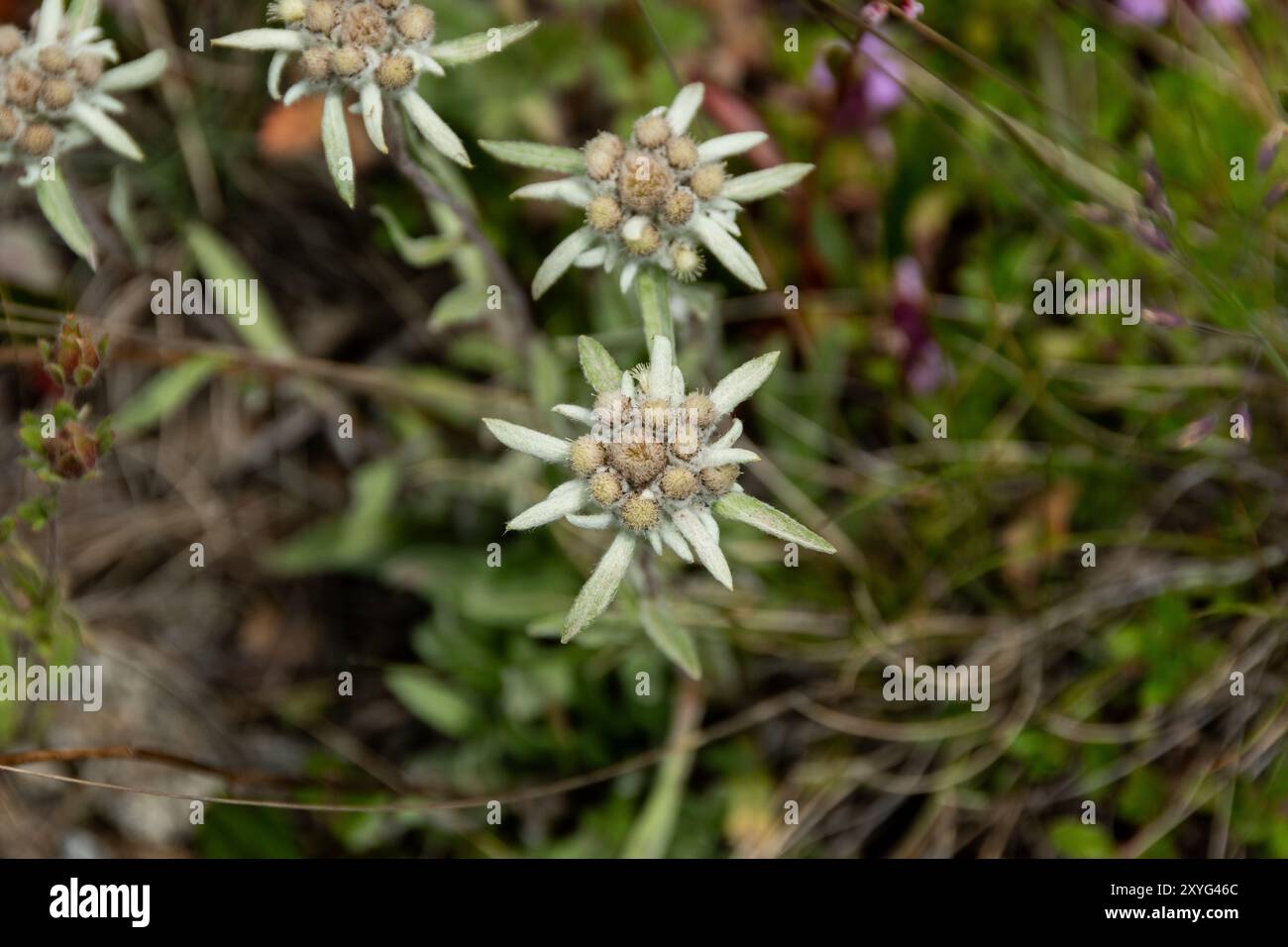 Flor de edelweiss hi-res stock photography and images - Alamy