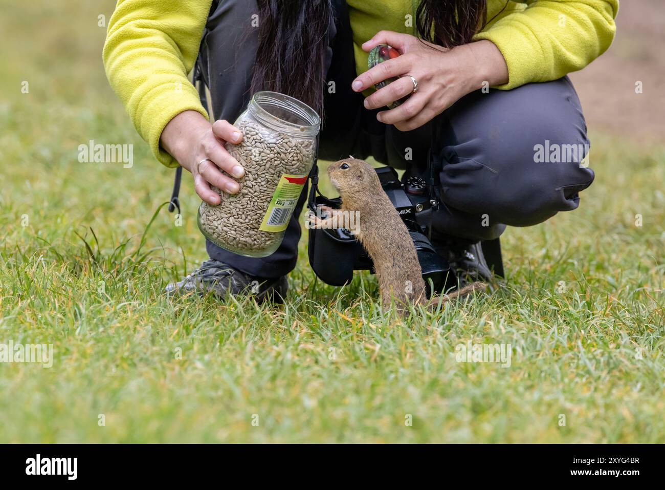 Groundhog feeding hi-res stock photography and images - Alamy