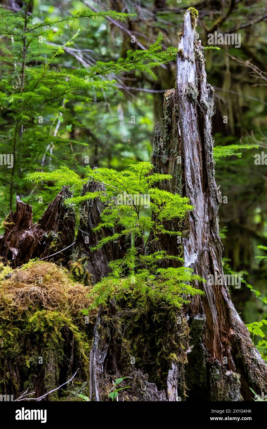 Western Redcedar nurse stiump supporting new growth of Western Hemlock ...
